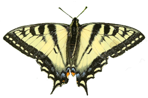Eastern Tiger Swallowtail