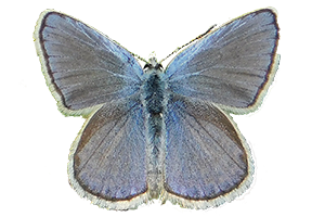 Karner Blue - Male